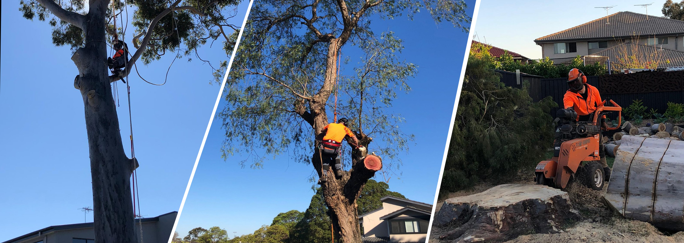 Safe Cut Tree Services – Just another WordPress site