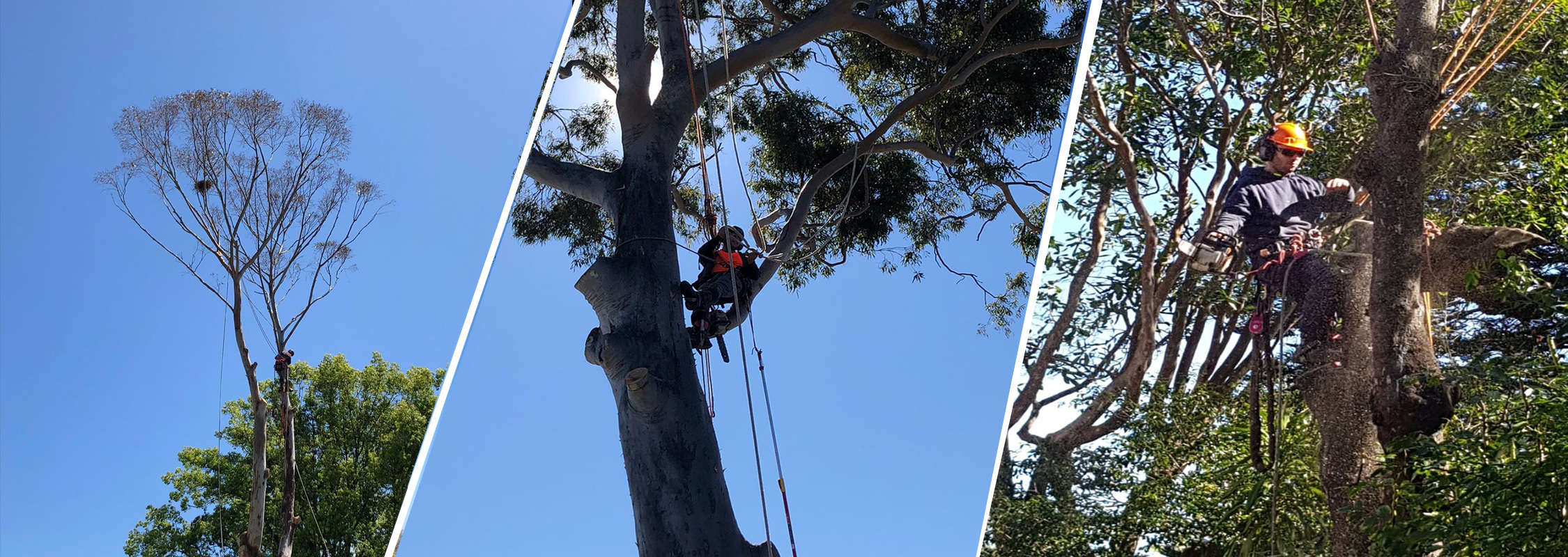 Safe Cut Tree Services – Just another WordPress site